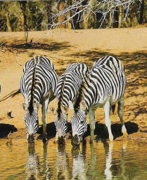 Unique South African Jewellery South Africa Geta Finlayson Jewelley ...