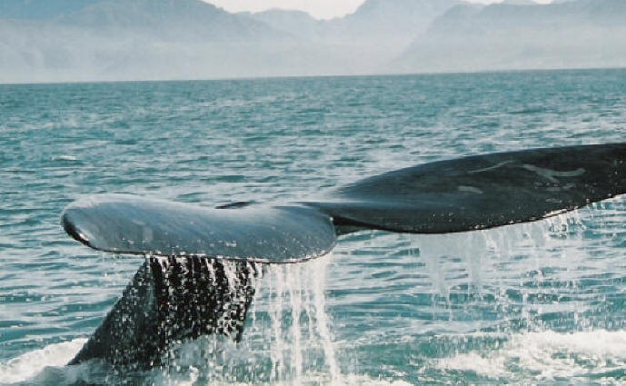 Unique South African Jewellery South Africa Geta Finlayson Jewelley ...